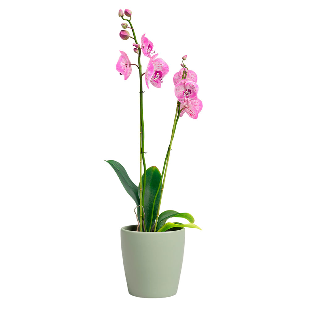 Maceta Plástico 14 Cm Verde Thalia Outzen - Easy